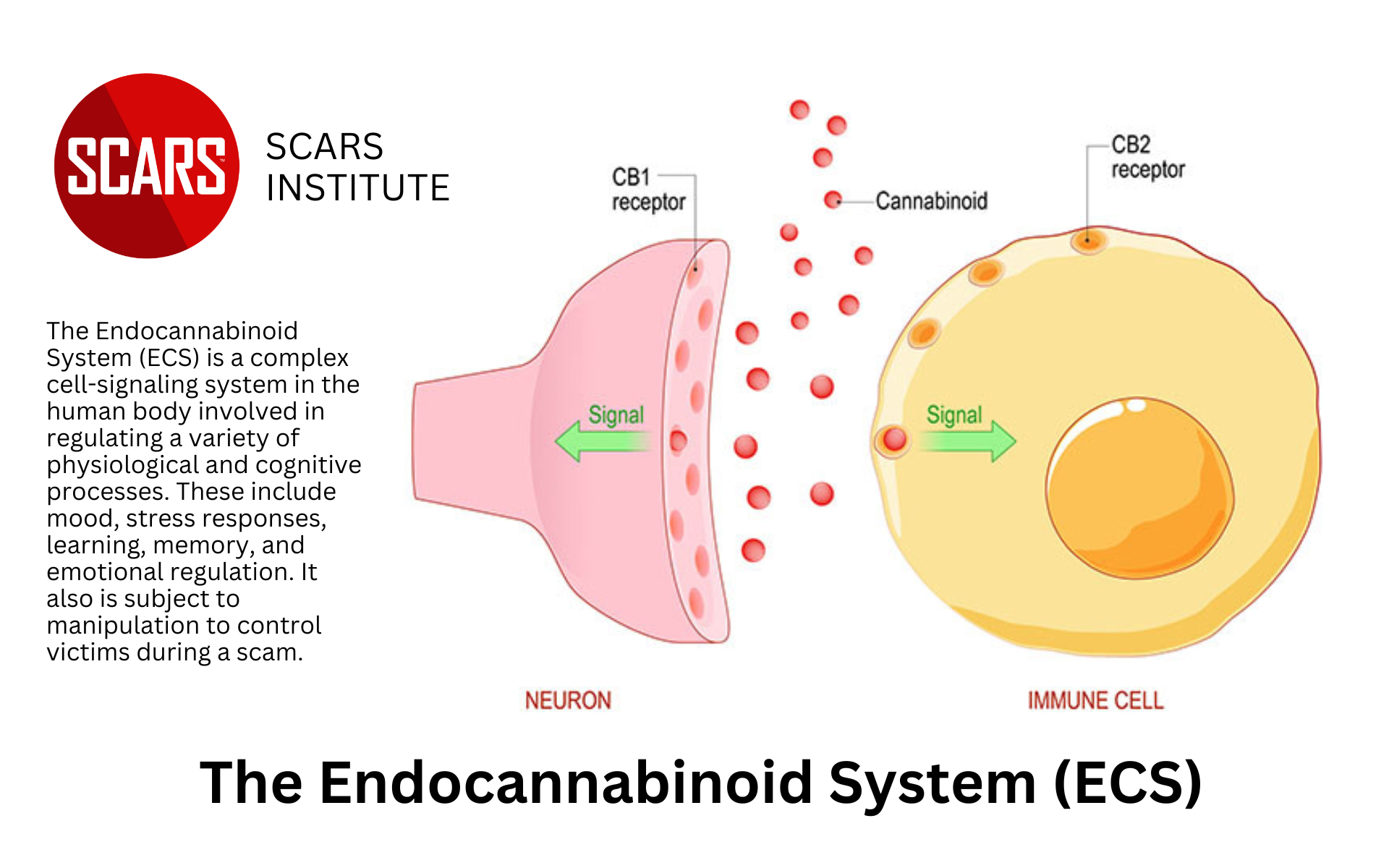 The Brain's Endocannabinoid System and its Role in Facilitating Scams ...
