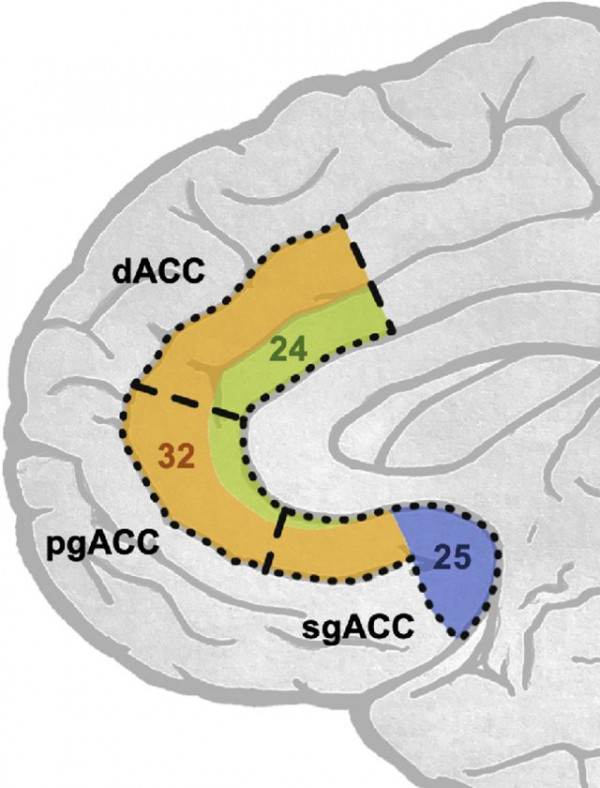 Anterior Cingulate Cortex (ACC) - Dorsal Anterior Cingulate Cortex ...